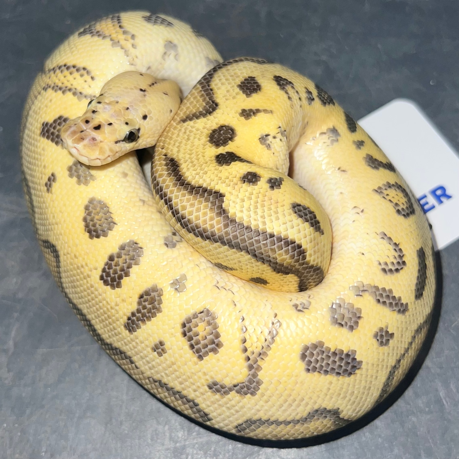 Leopard Firefly Clown Het Pied Ball Python by Jason Royer Reptiles ...