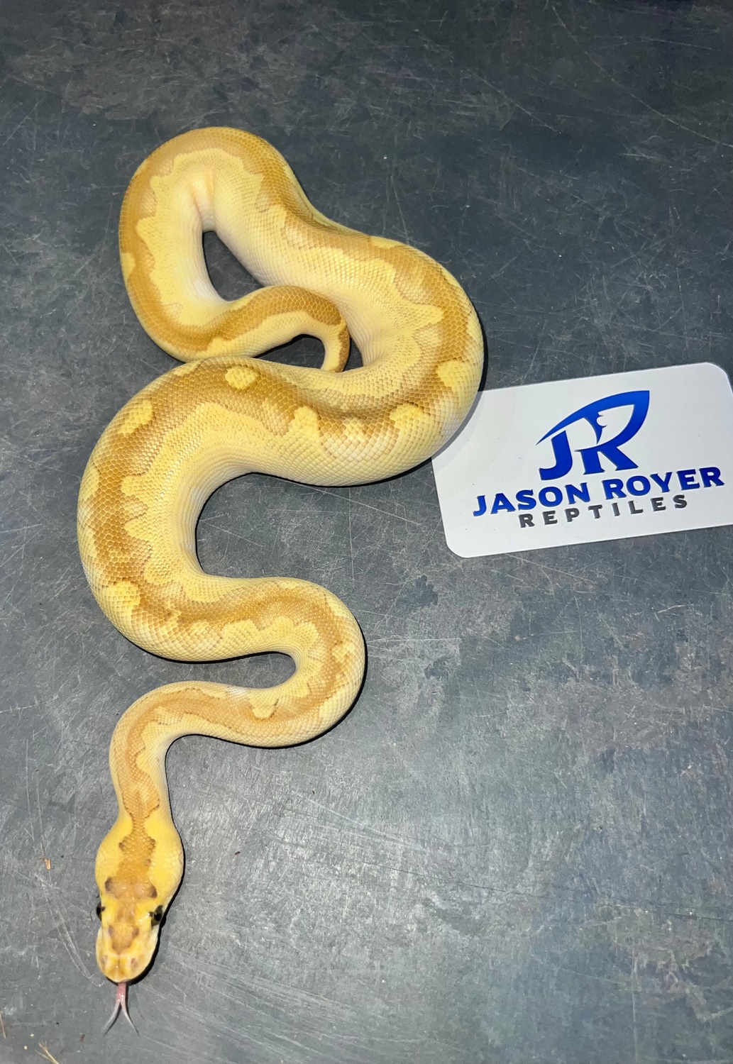 OD Enchi Vanilla/or Fire Lesser Clown Ball Python by Jason Royer ...
