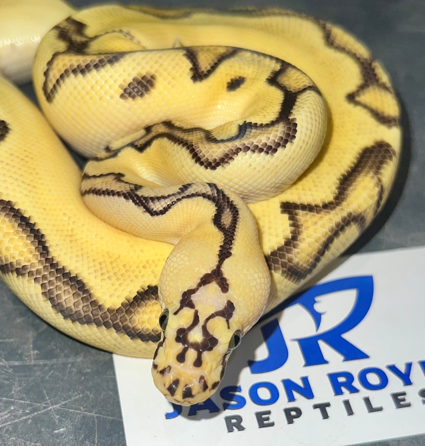 Enchi OD Pastel Vanilla Clown Ball Python by Jason Royer Reptiles ...