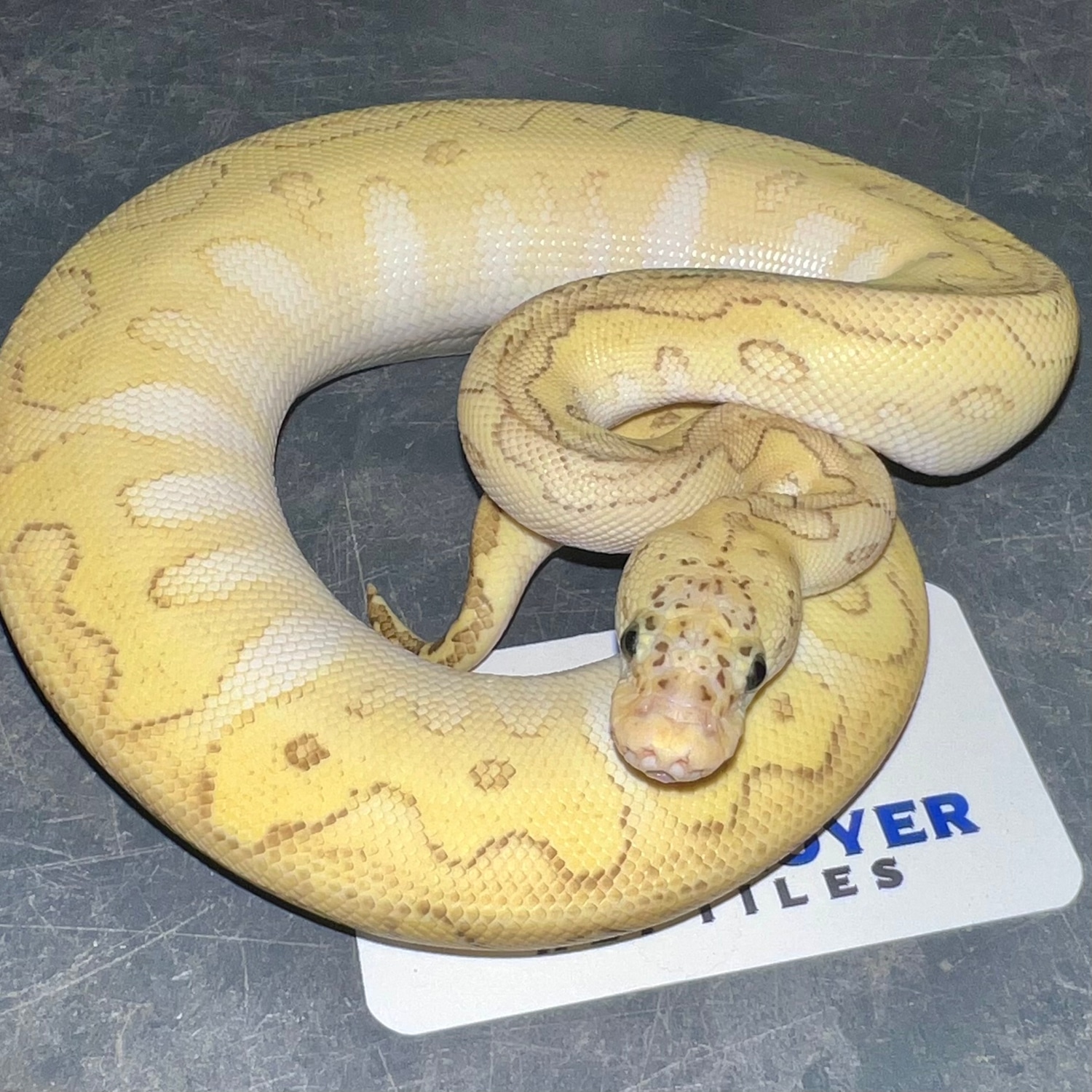 Vanilla Lesser Pastel Clown Female Ball Python by Jason Royer Reptiles ...