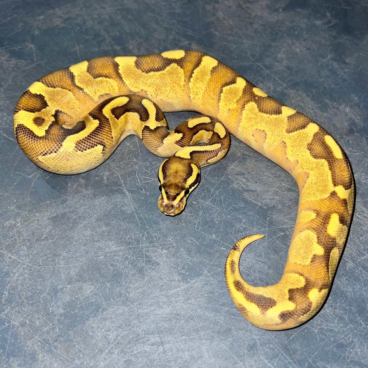Enchi YB Vanilla Het Piebald Ball Python by Jason Royer Reptiles ...