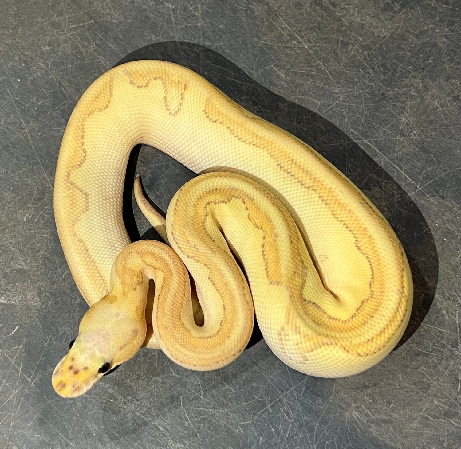 Lesser Super Vanilla Clown Ball Python by Jason Royer Reptiles ...
