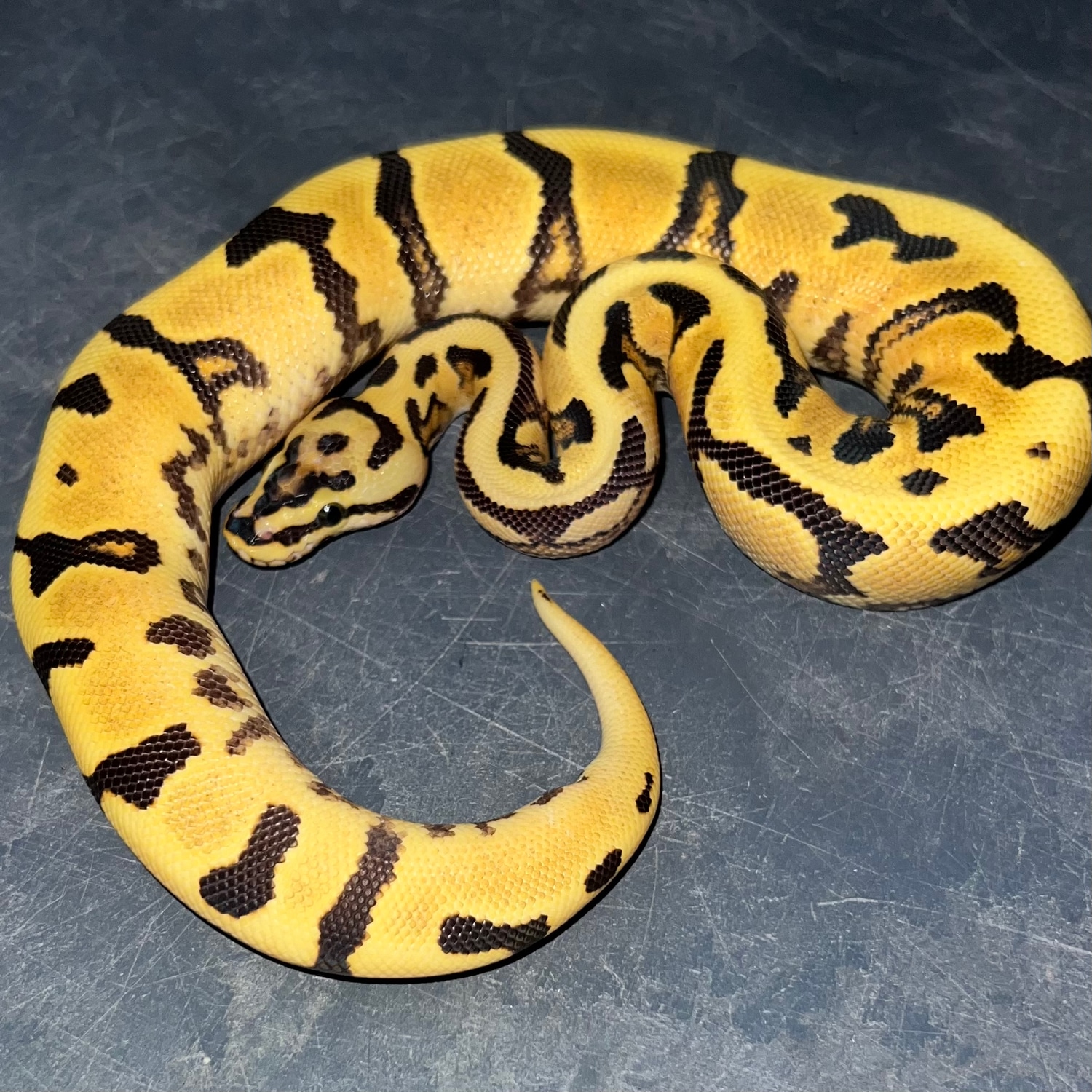 Enchi Fire Spotnose Yellowbelly Het Clown Ball Python by Jason Royer ...