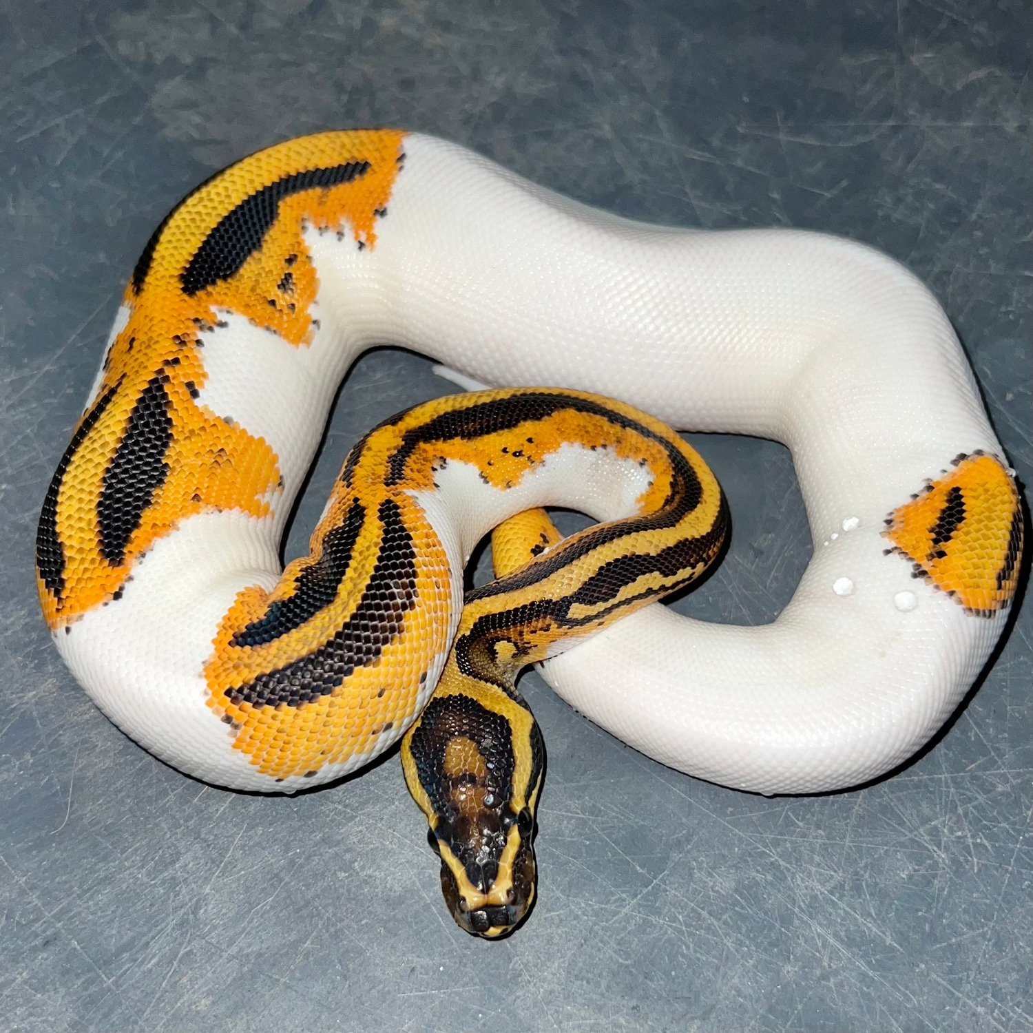 OD YB Pied Het Clown Ball Python by Jason Royer Reptiles - MorphMarket