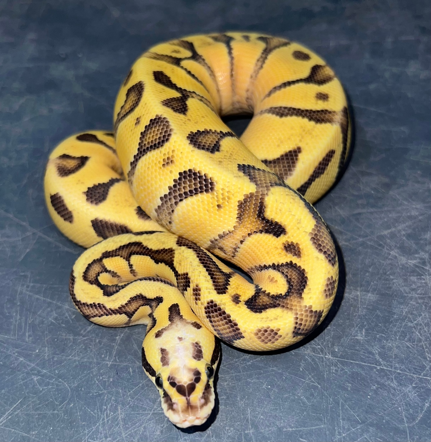 OD Enchi Pastel Super Vanilla Het Clown Ball Python by Jason Royer ...