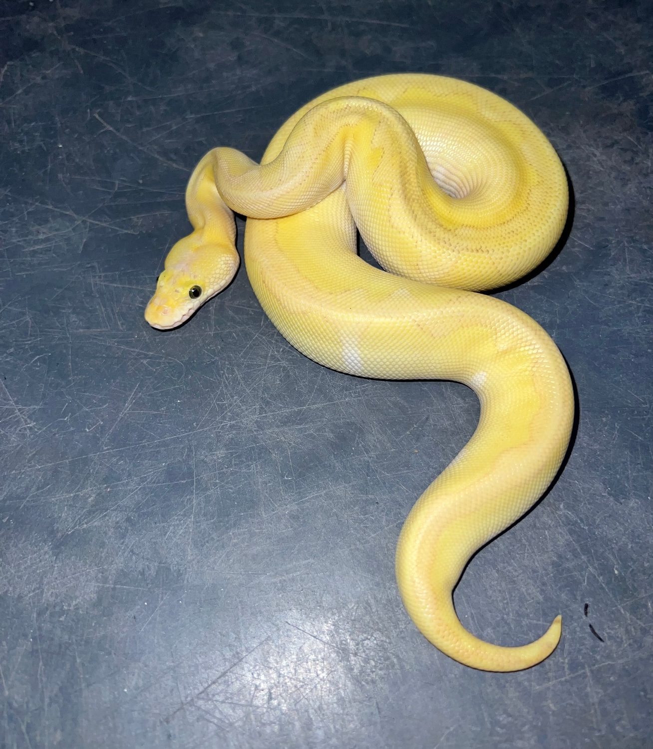 Super Vanilla OD Pastel Enchi Clown Ball Python by Jason Royer Reptiles ...