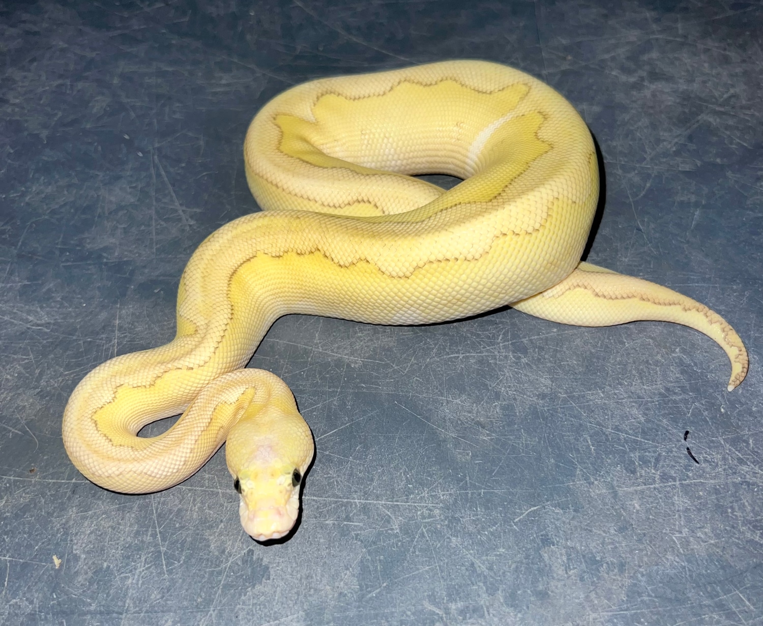 Super Vanilla Pastel Lesser Clown Ball Python by Jason Royer Reptiles ...