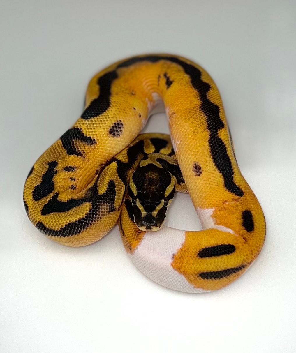 OD Pied 100% Het Lavender Ball Python by Jason Royer Reptiles - MorphMarket