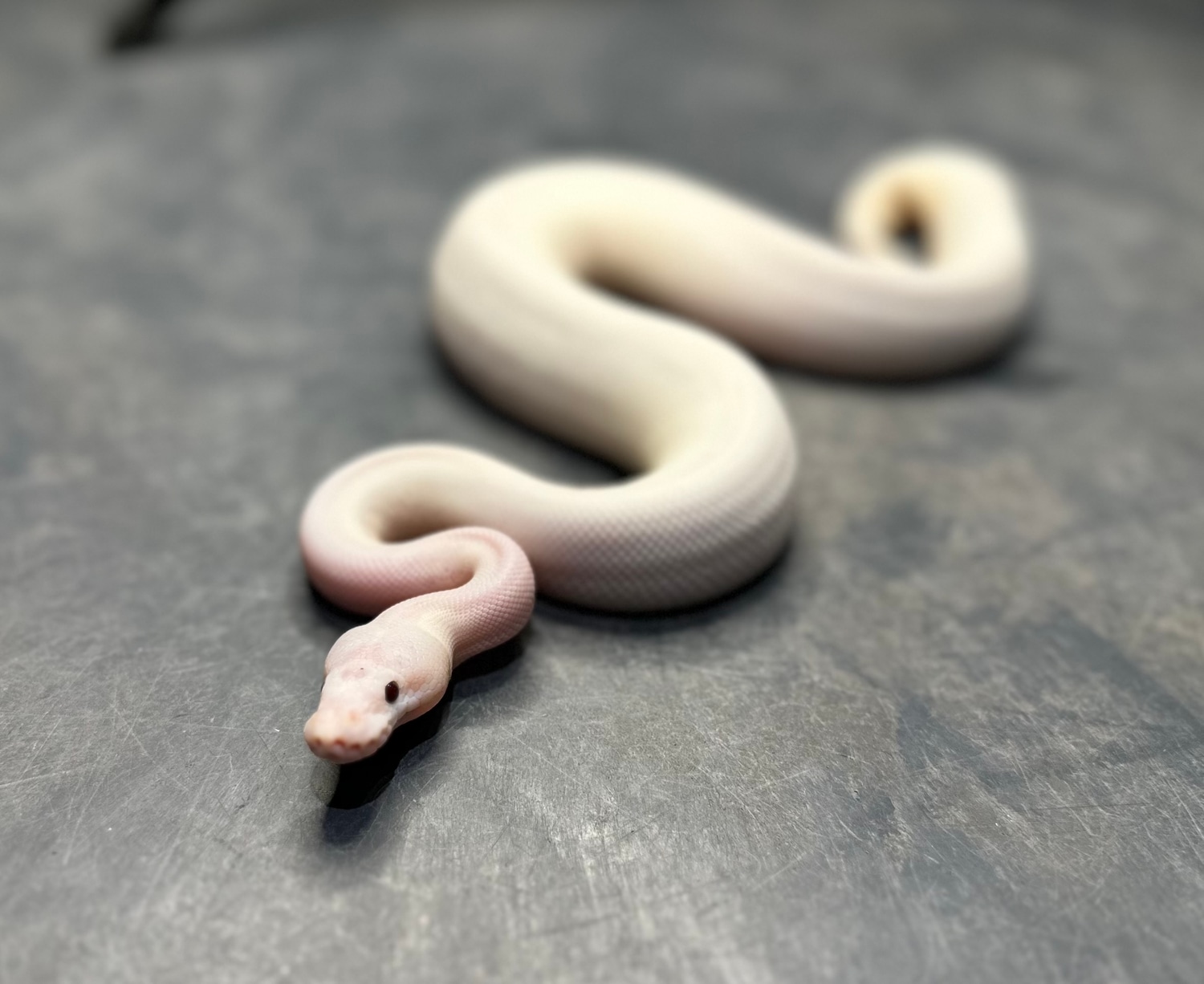 Lesser Pied Het Clown (Possible Visual Clown, Fire, OD, Leopard) Ball ...
