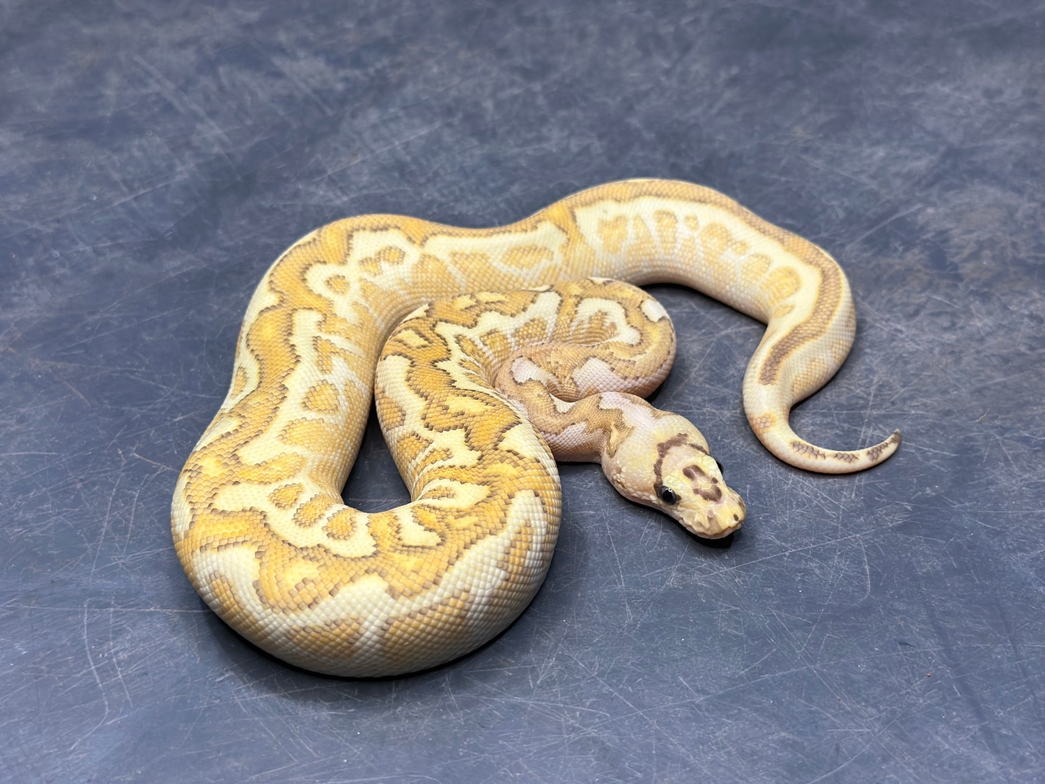 Orange Dream Redstripe Yellowbelly Spotnose Lesser Fire Or Vanilla ...