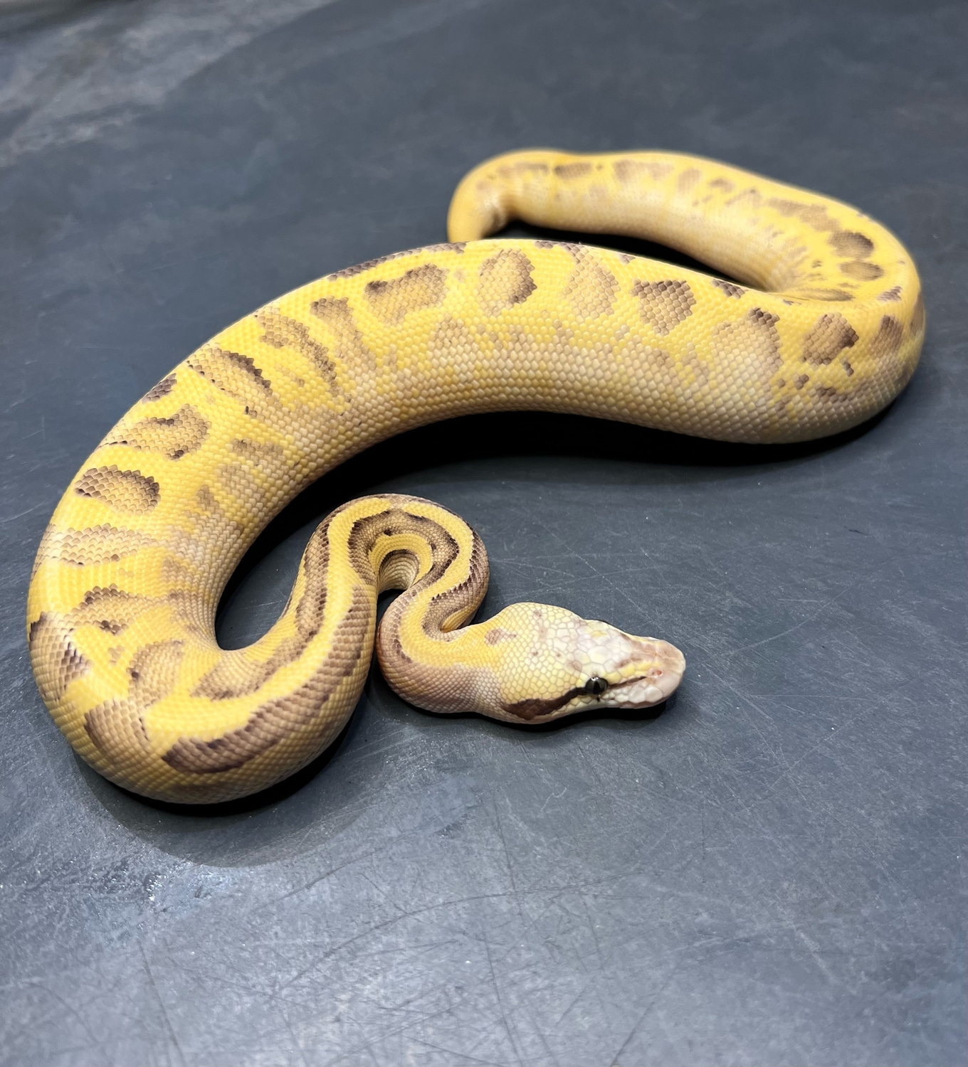 Pastel Leopard Cream Double Het Clown Pied Ball Python by Jason Royer ...