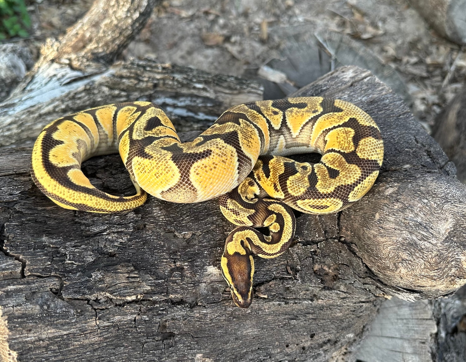 Super Orange Dream Enchi Het Clown Ball Python by Jason Royer Reptiles ...