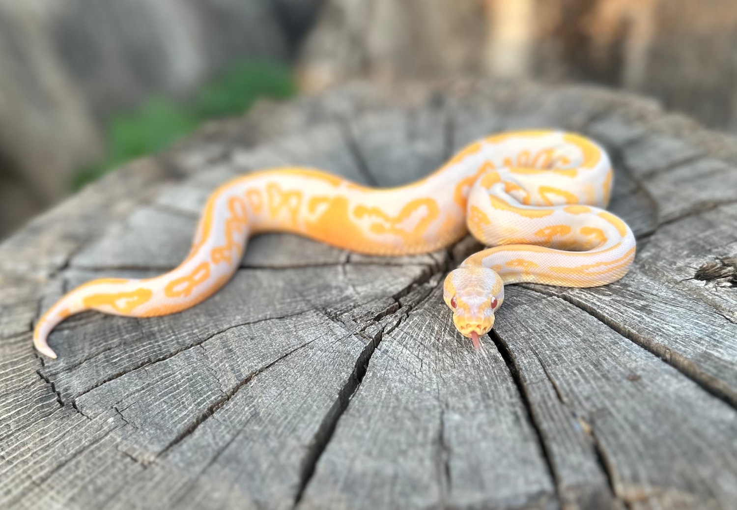Black Pastel Candino Het Pied Ball Python by Jason Royer Reptiles - MorphMarket