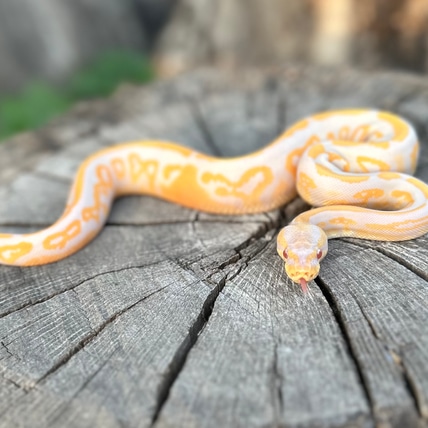 Orange Dream Redstripe Yellowbelly Spotnose Lesser Fire Or Vanilla ...