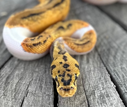 Orange Dream Redstripe Yellowbelly Spotnose Lesser Fire Or Vanilla Clown Ball Python by Jason ...