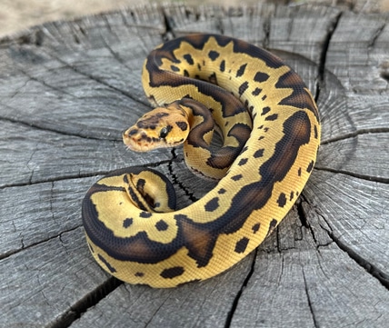 Orange Dream Redstripe Yellowbelly Spotnose Lesser Fire Or Vanilla ...