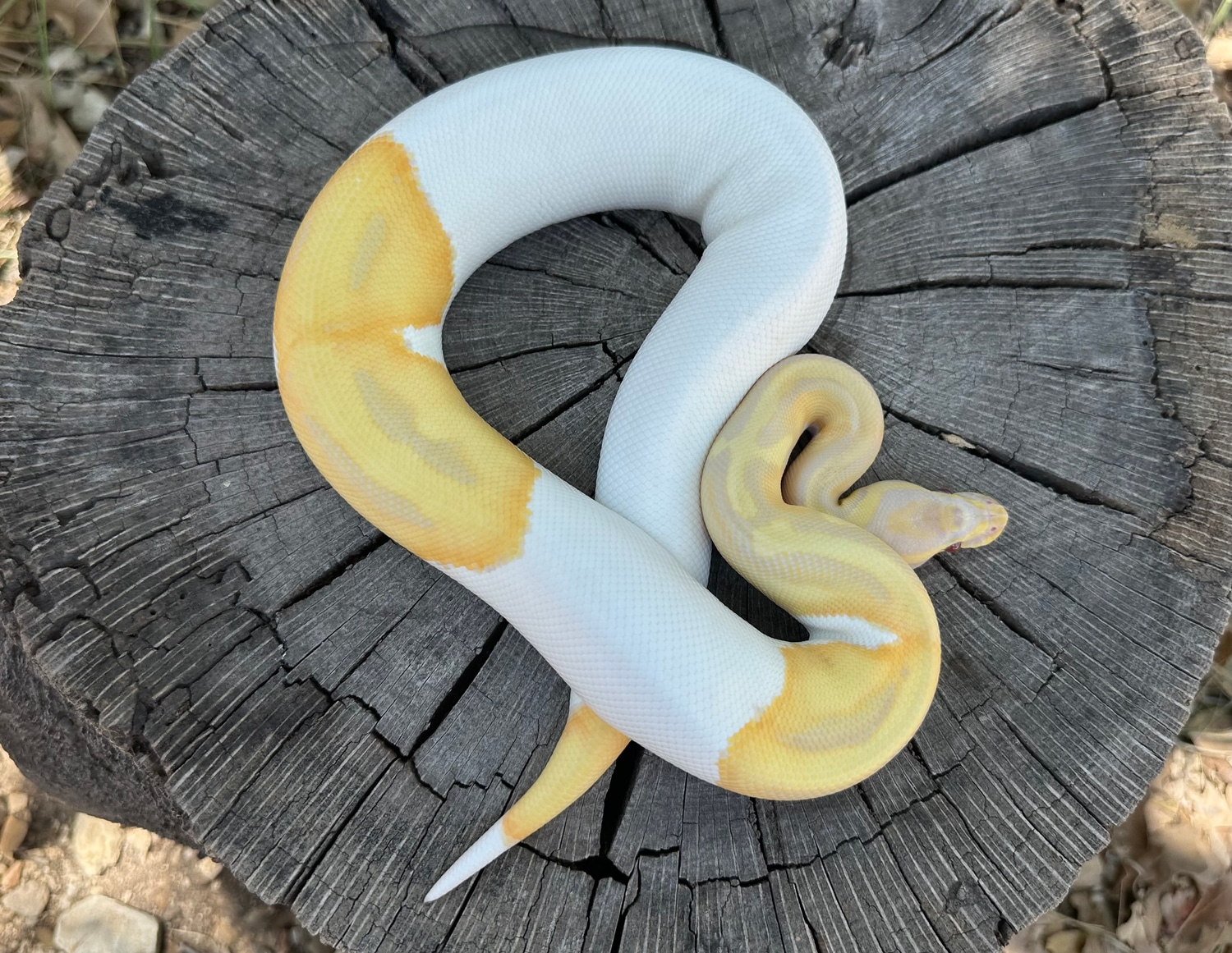 Black Pastel Candino Pied Ball Python by Jason Royer Reptiles - MorphMarket