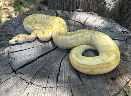 Orange Dream Redstripe Yellowbelly Spotnose Lesser Fire Or Vanilla ...