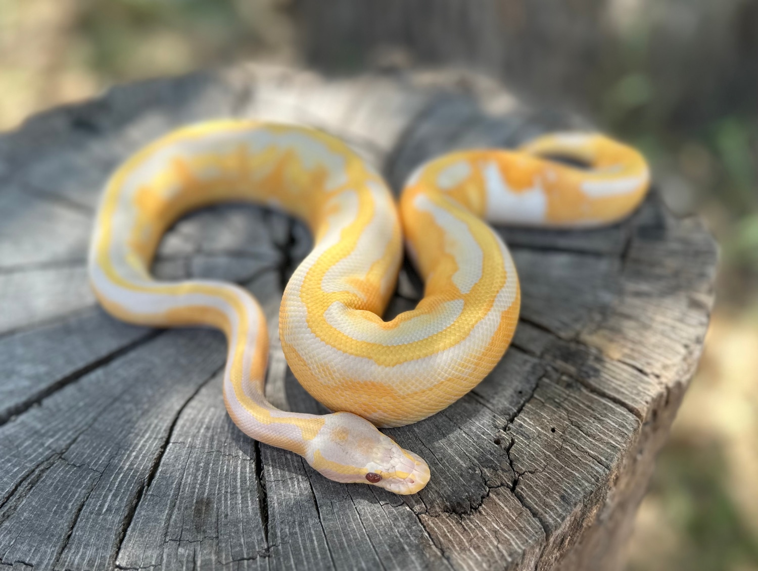 Blackhead Dreamsicle Ball Python by Jason Royer Reptiles - MorphMarket