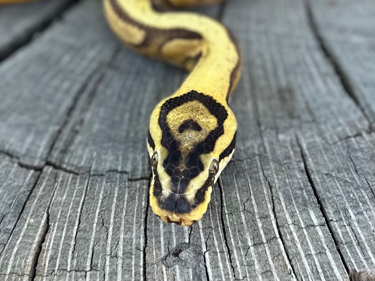 Orange Dream Spotnose Enchi Yellowbelly Blade Het Clown Ball Python by ...