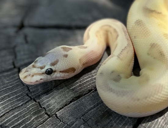 YB Enchi Vanilla Cream Probable OD 66% Pos Het Clown Ball Python by Jason Royer Reptiles