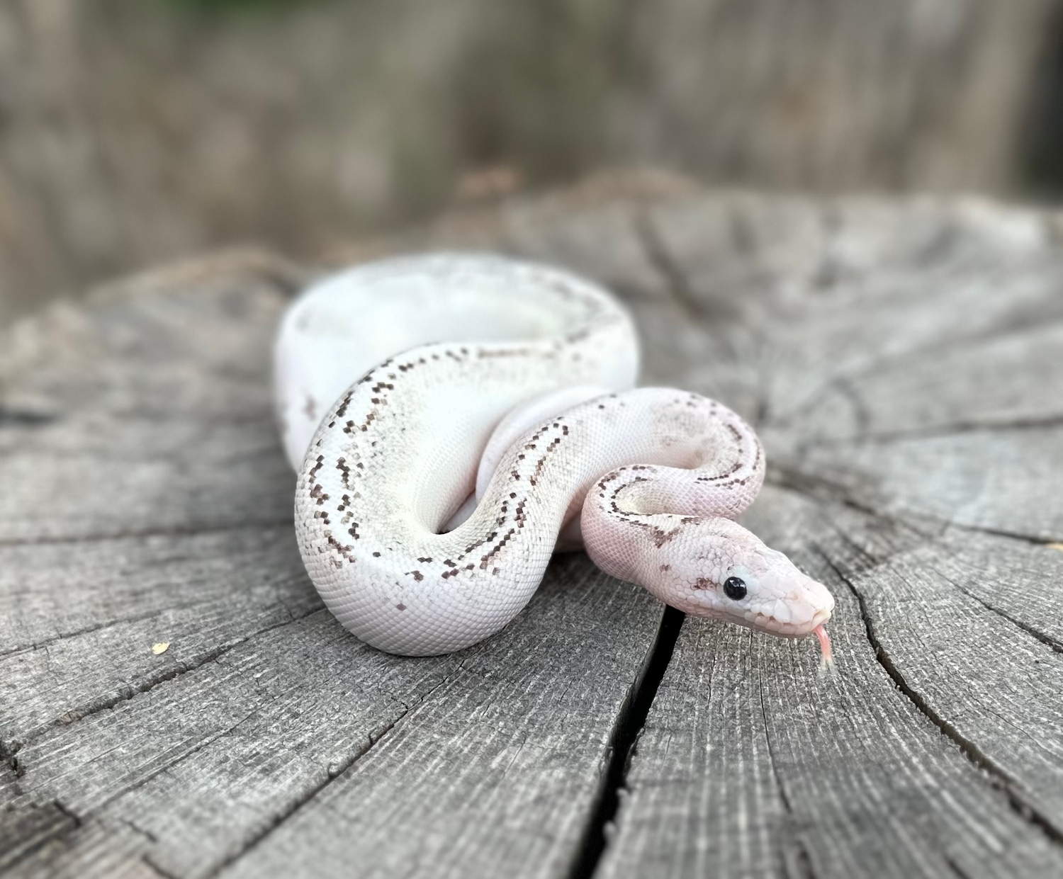 Super Sulfur VPI Axanthic Ball Python by Jason Royer Reptiles - MorphMarket