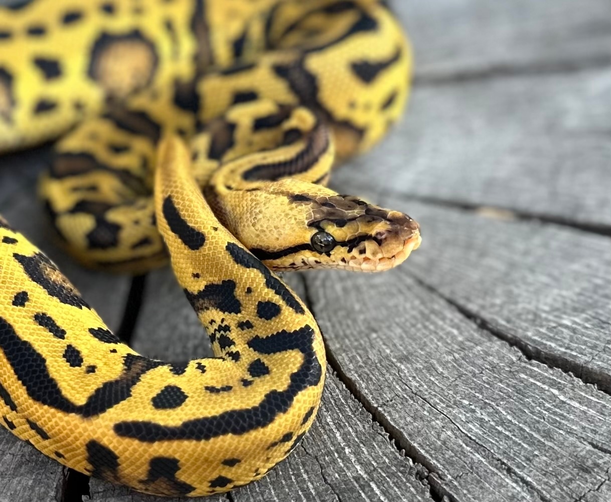 Acid Leopard Pastel 66% Het Clown Ball Python by Jason Royer Reptiles ...