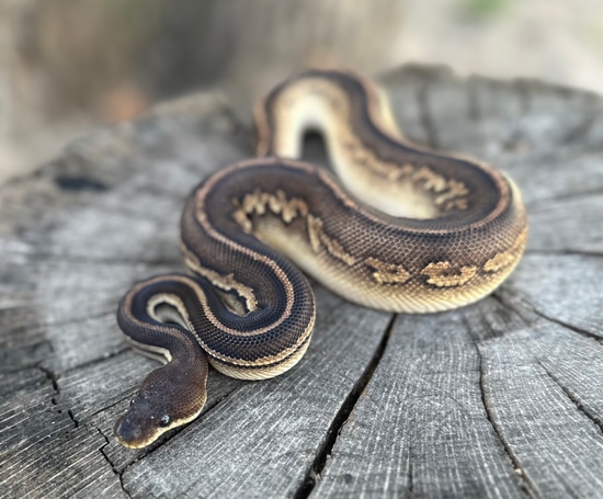 Blackhead Cinnamon Calico Double Het G-Stripe Clown Ball Python by ...