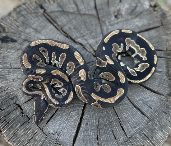 Blackhead Double Het Dreamsicle Ball Python by Jason Royer Reptiles