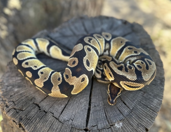 OD Double Het Clown Pied Ball Python by Jason Royer Reptiles
