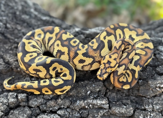 Spotnose Stranger Clown Ball Python by Jason Royer Reptiles