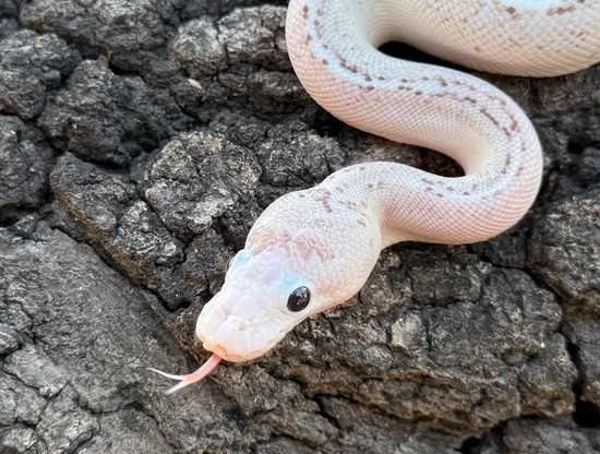 Super Sulfur VPI Axanthic Ball Python by Jason Royer Reptiles
