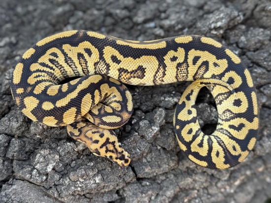 Stranger Spotnose Clown Ball Python by Jason Royer Reptiles