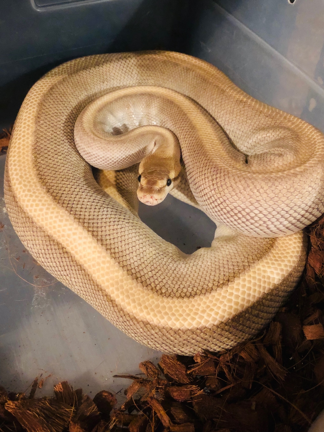 Pastel Butter G-Stripe Ball Python by Captivating Reptiles LLC ...
