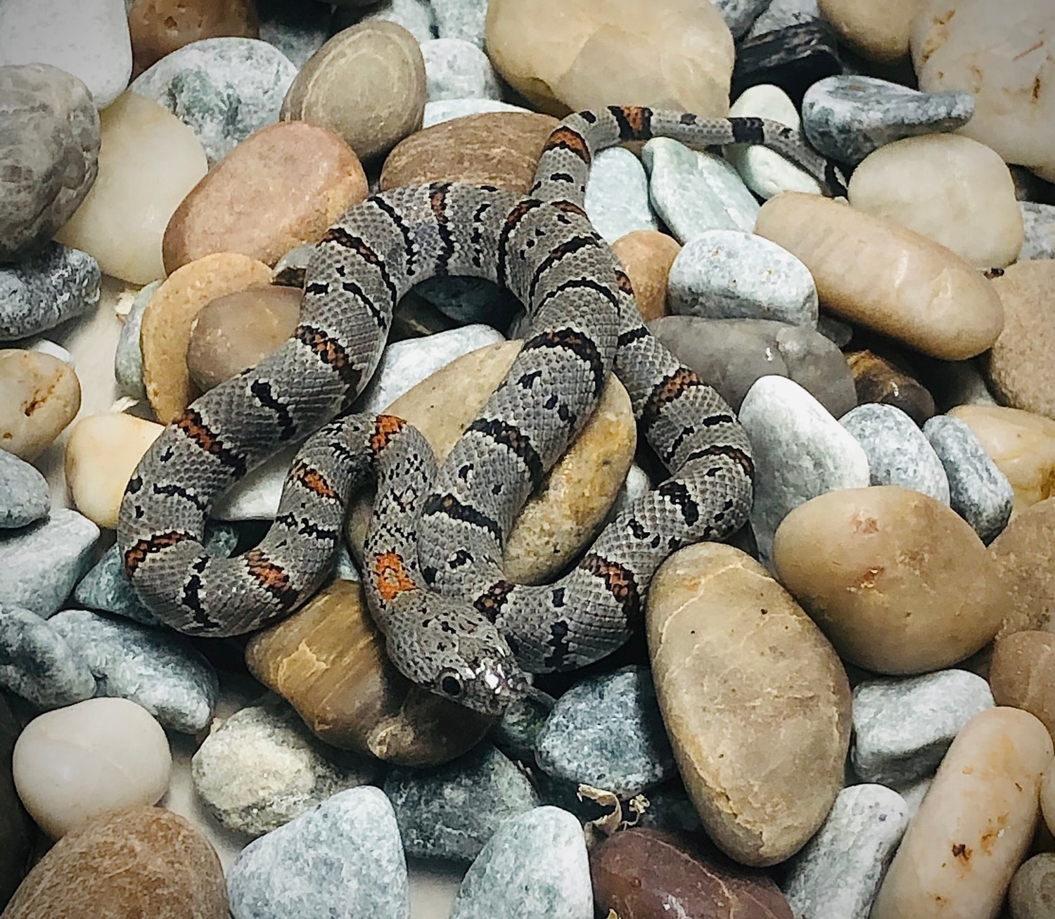 Christmas Mountain Alterna Gray-banded Kingsnake by Captivating ...