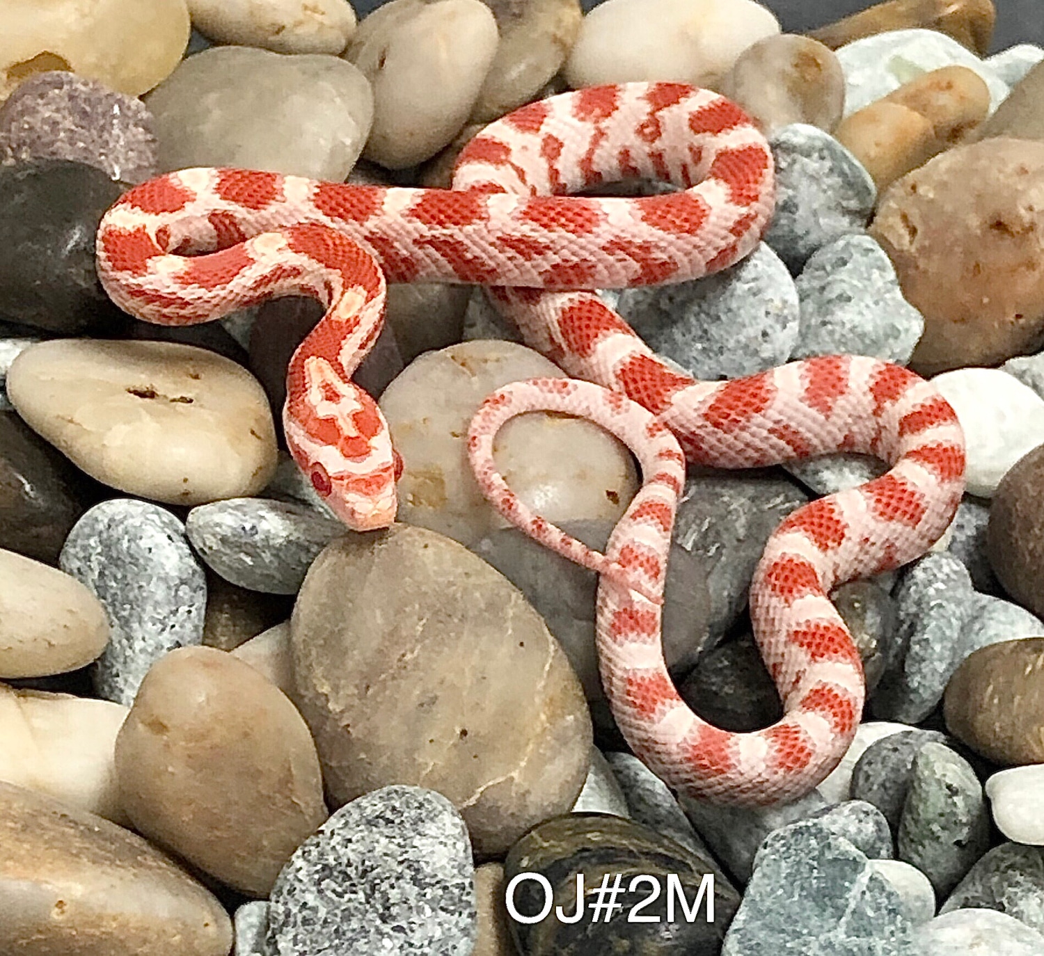 Candy Cane Het Cinder Ph Lav,stripe Corn Snake by Captivating Reptiles ...