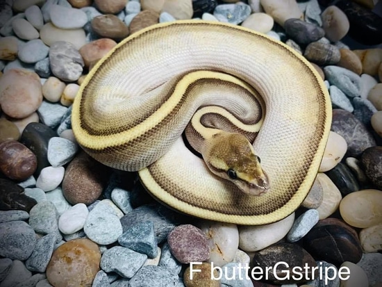 Butter Genetic Stripe Ball Python by Captivating Reptiles LLC