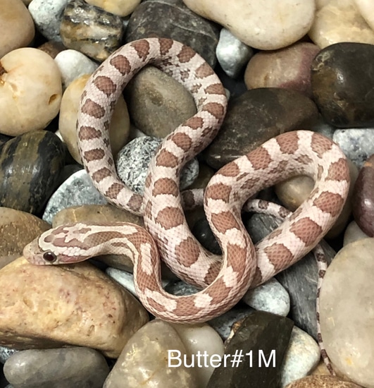 Ultramel/ultra Cinder Het Stripe Caramel Corn Snake by Captivating ...