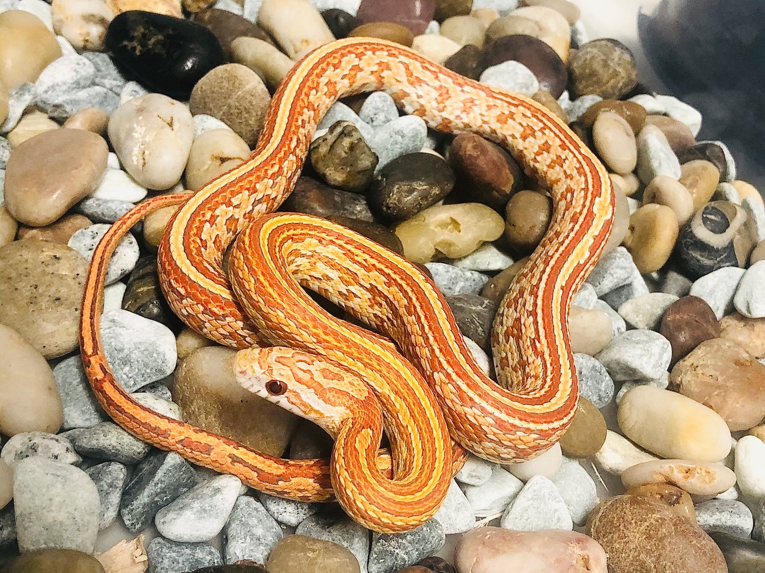 Ultramel Tessera PH Caramel Corn Snake by Captivating Reptiles LLC ...