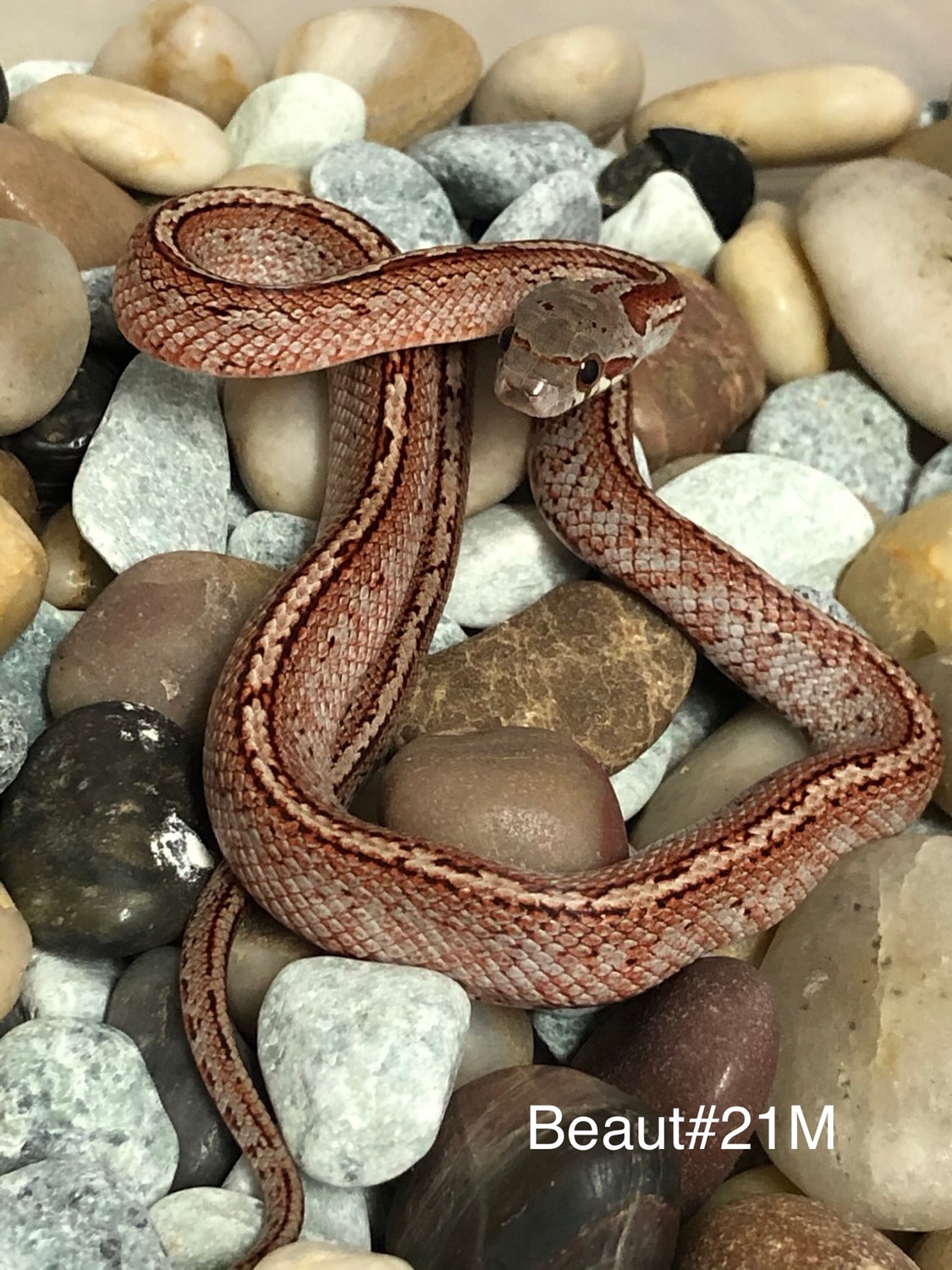 Bloodred Tessera Ph Lavender, Ph Carmel, Ph Amel, Ph Anery Ph Hypo Corn ...