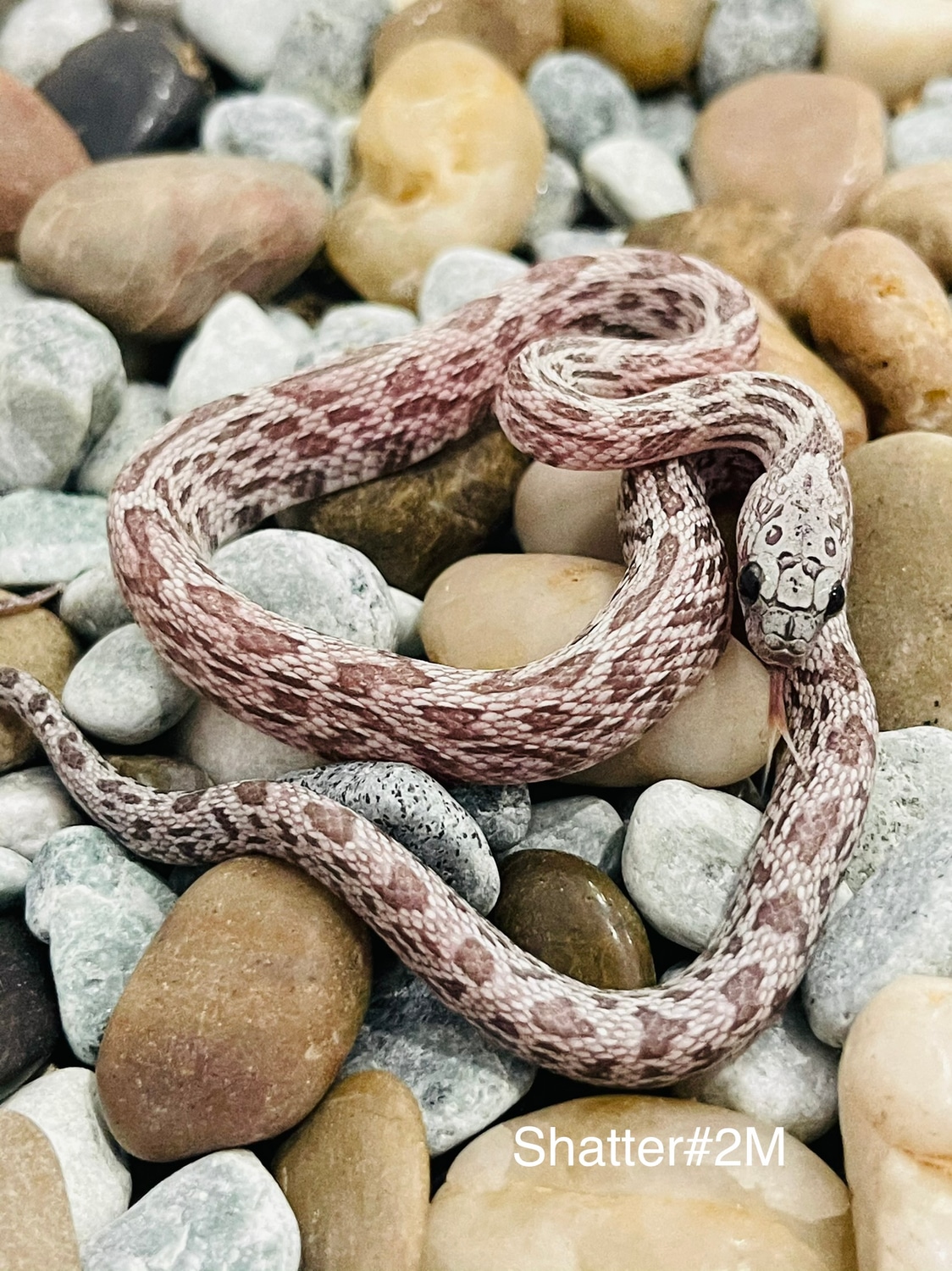 Shatter Ph Amel Corn Snake by Captivating Reptiles LLC - MorphMarket