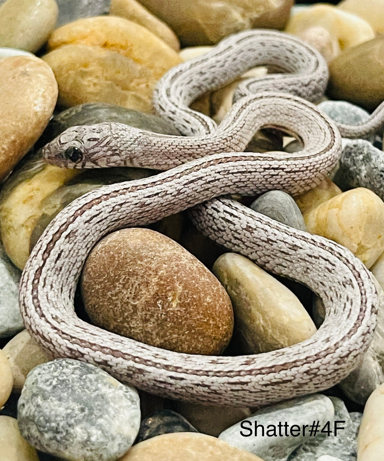 Shatter Tessera PH Amel Corn Snake by Captivating Reptiles LLC ...