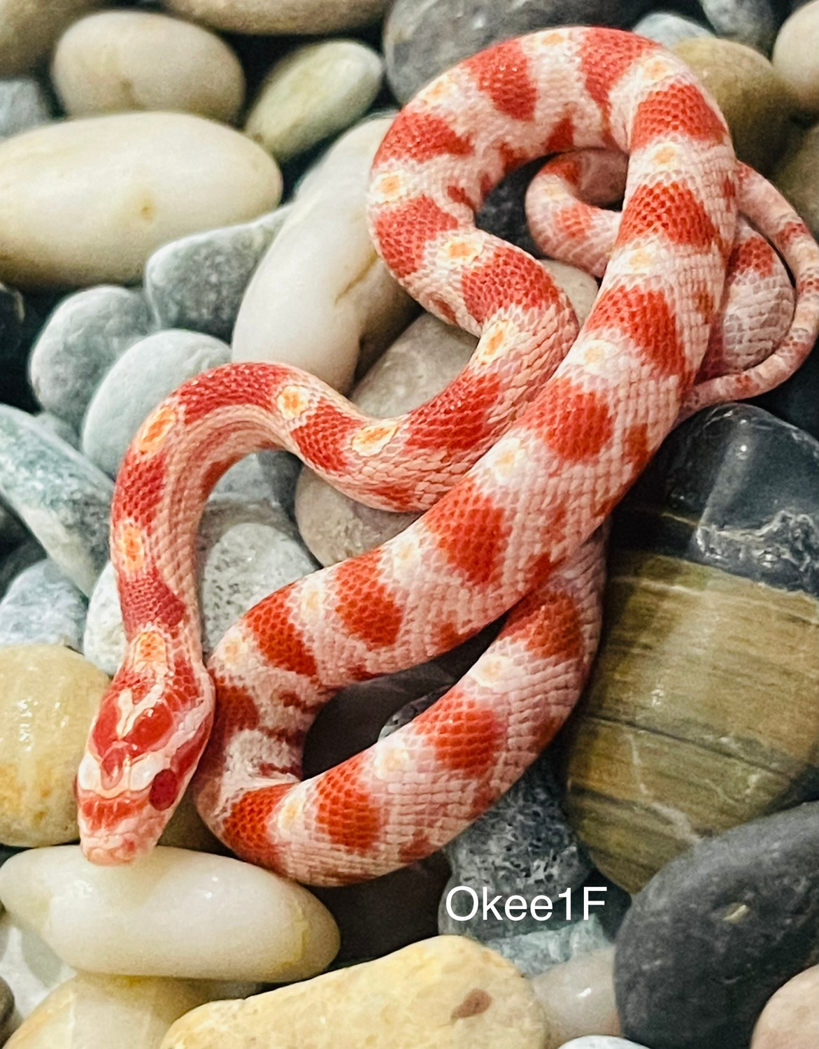 Reverse Okeetee Het Caramel Corn Snake by Captivating Reptiles LLC ...