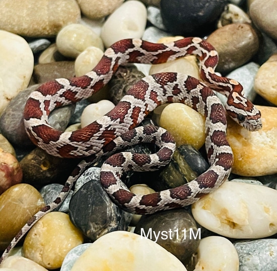 Miami Het Shatter Corn Snake by Captivating Reptiles LLC