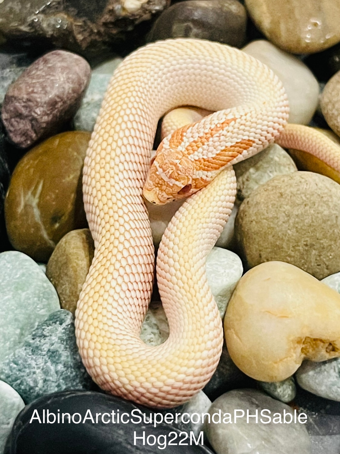 Arctic Albino Superconda Ph Sable Western Hognose by Captivating ...