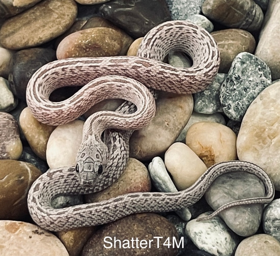 Shatter Tessera PH Amel Corn Snake by Captivating Reptiles LLC