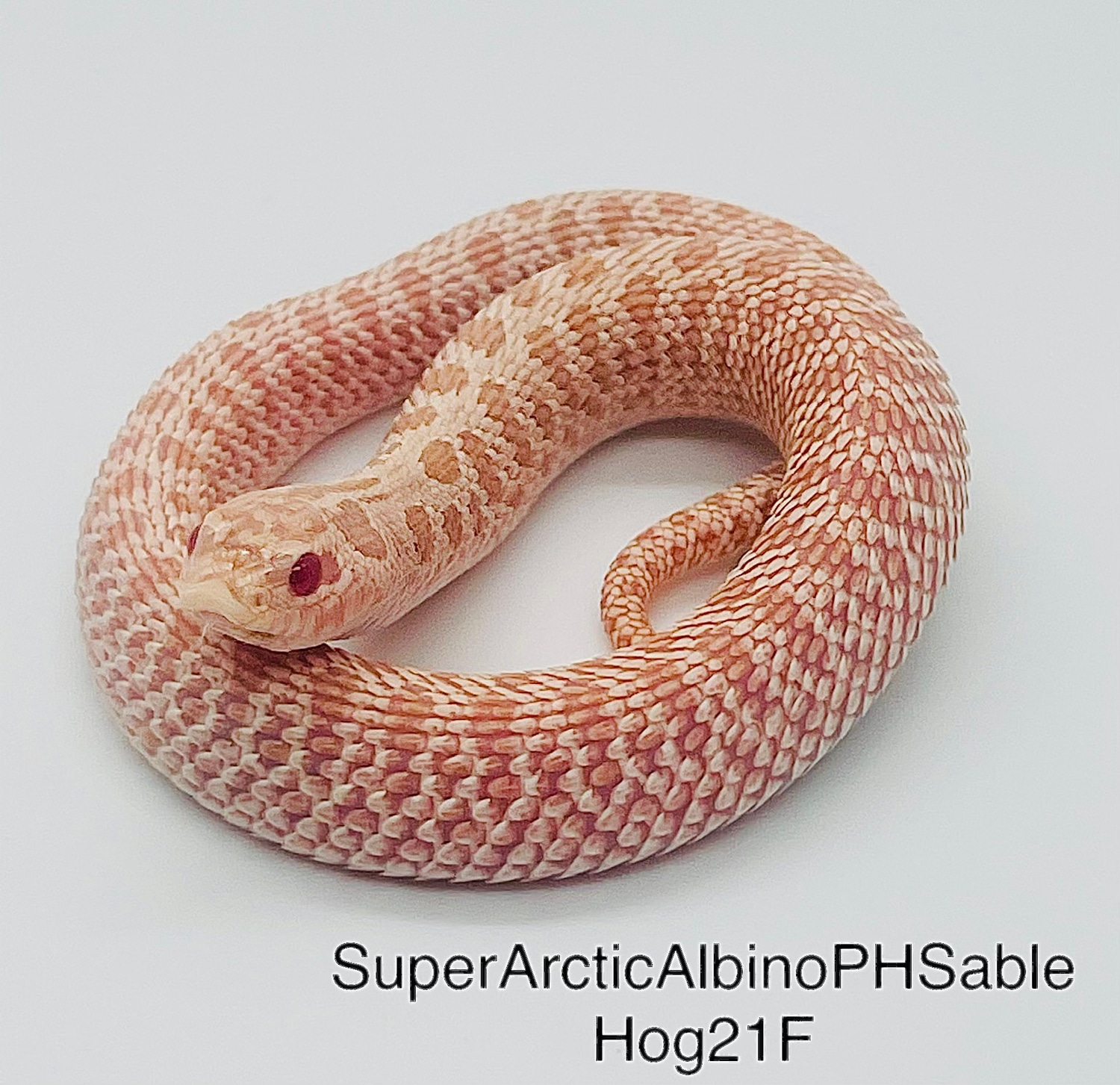 Albino Super Arctic PH Sable Western Hognose by Captivating Reptiles ...