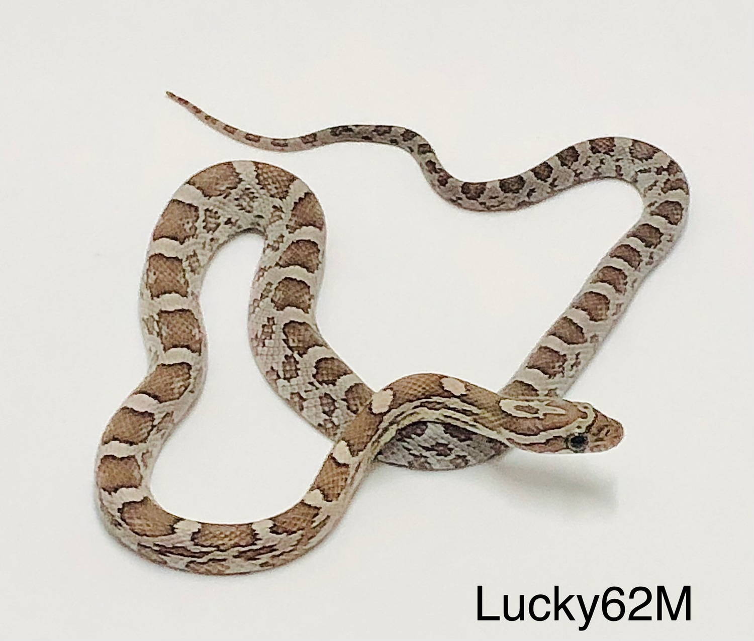 Anerythristic Het Palmetto, Motley Corn Snake by Captivating Reptiles ...