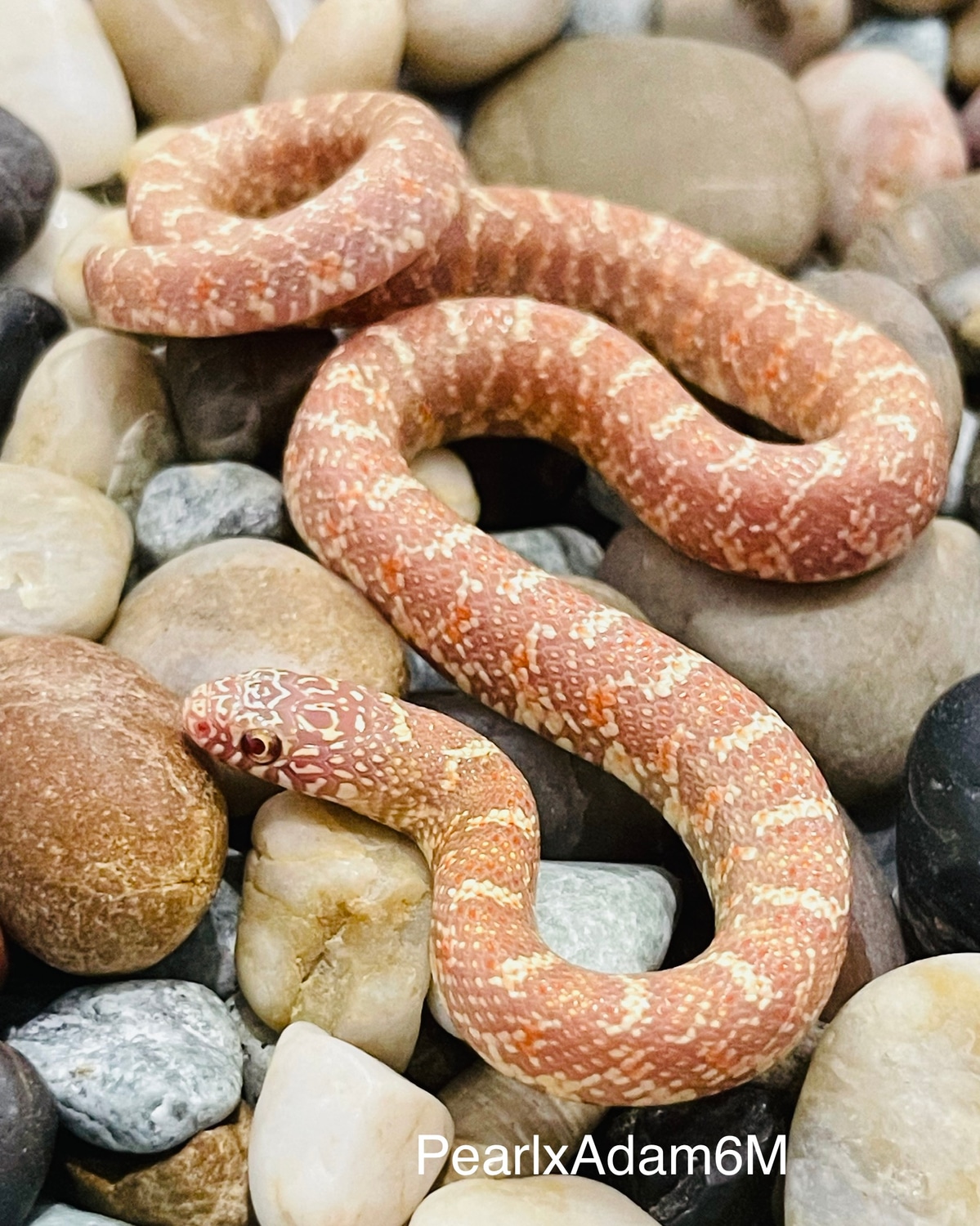 Lavender Het Whiteside Axanthic Florida Kingsnake by Captivating ...