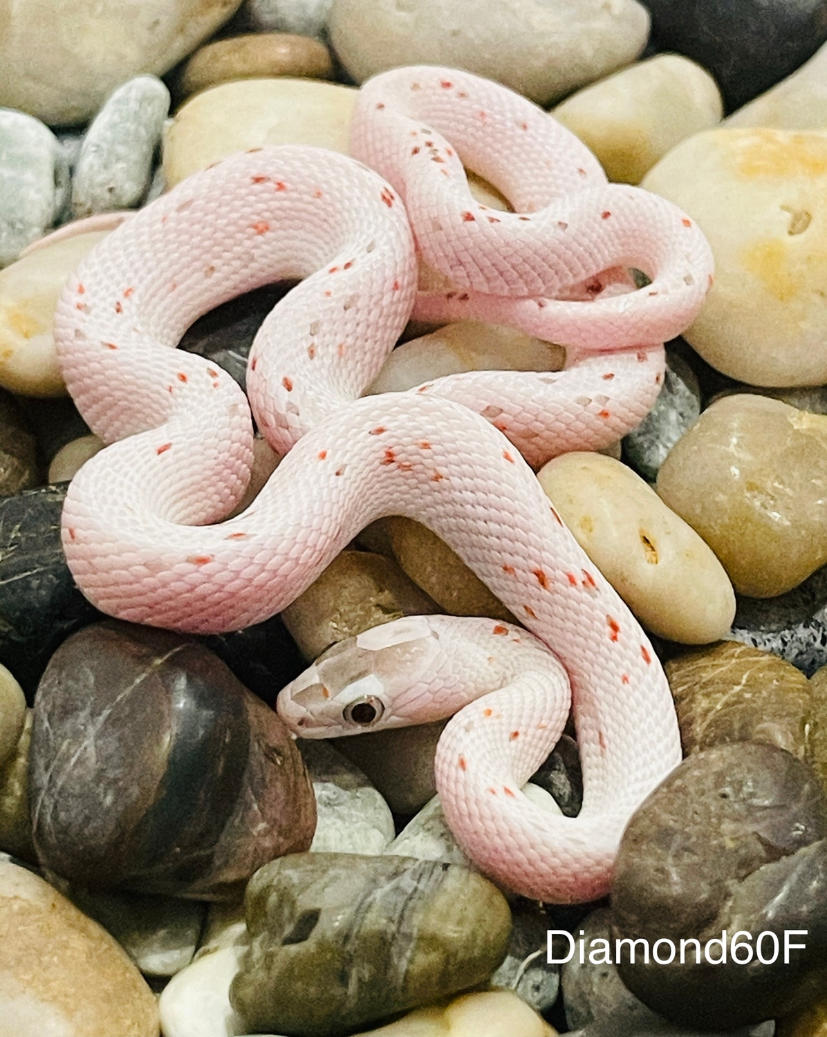 Palmetto PH Caramel, Amel/Ultra, Stripe Corn Snake by Captivating ...